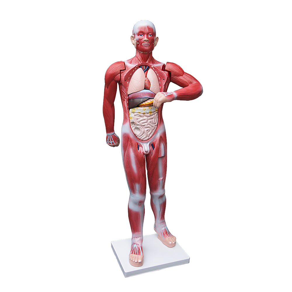 Human Anatomical Muscular Model Muscle System – Arcadian Living